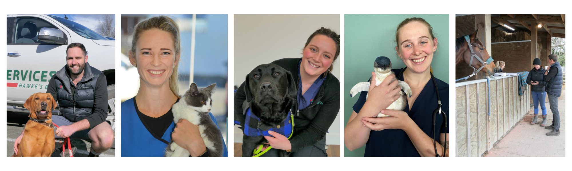 Exciting Careers with Vet Services! – Vet Services Hawke's Bay