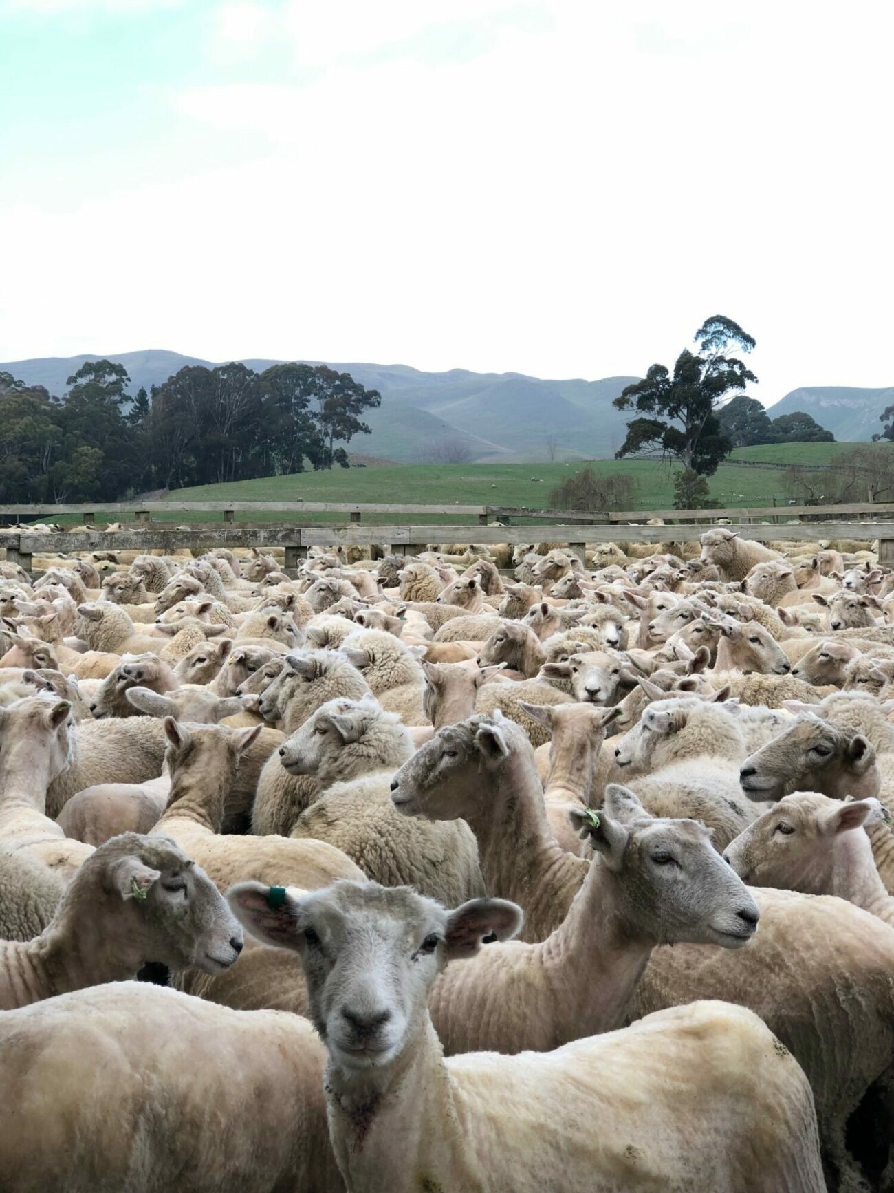 Sheep – Vet Services Hawke's Bay