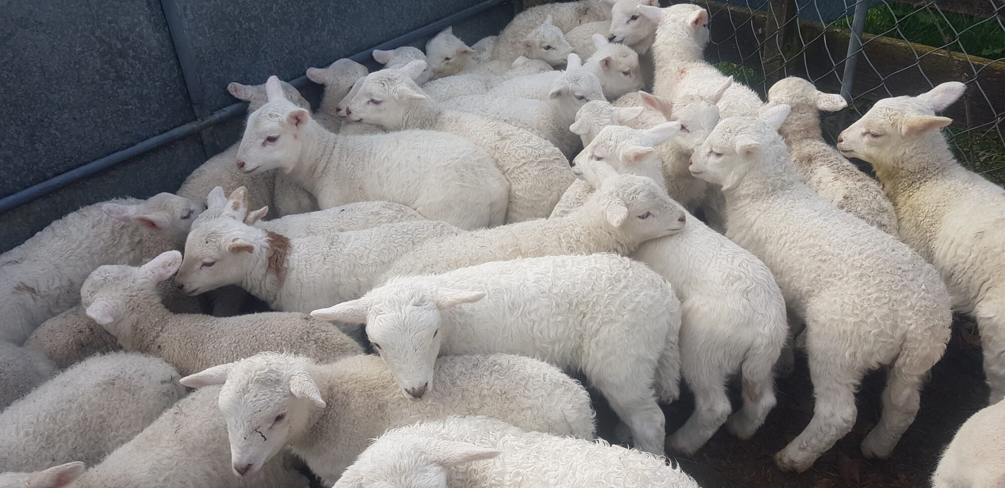 Thinking of converting to shedding sheep? – Vet Services Hawke's Bay