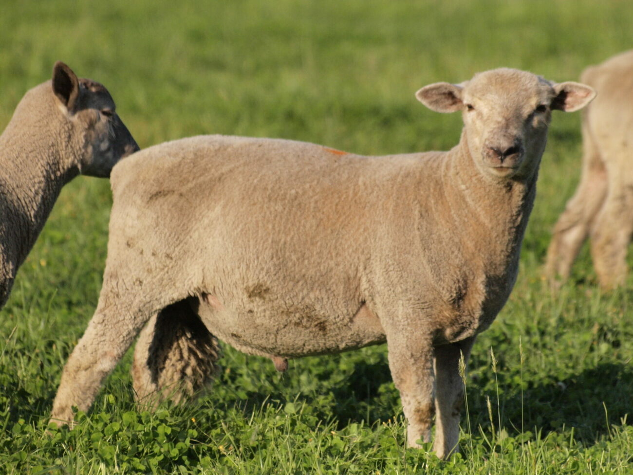 Sheep – Vet Services Hawke's Bay