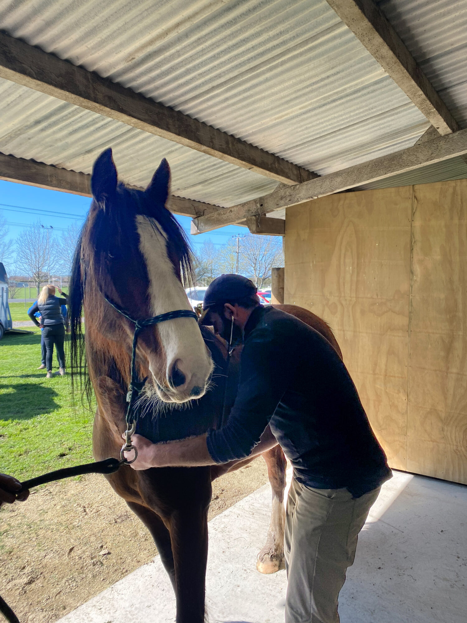 Vet Services Hawke's Bay – Our Animals, Our Community