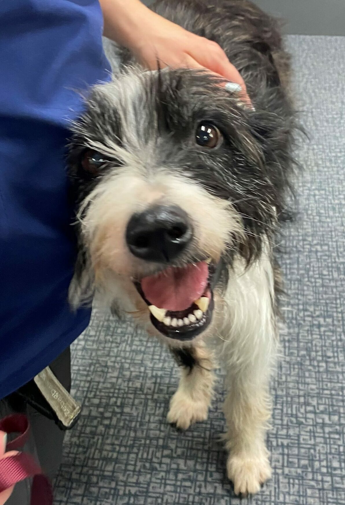 Paralysed dog defies the odds and learns to walk again – Vet Services ...