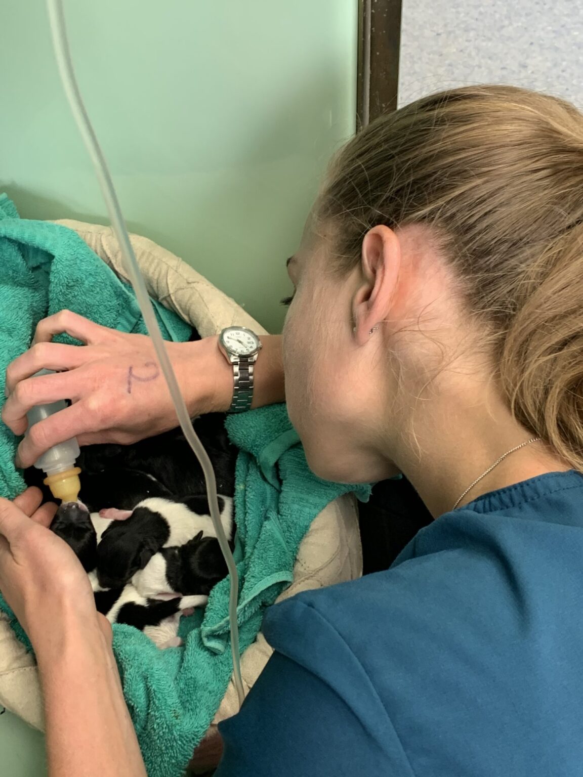 Pets – Vet Services Hawke's Bay