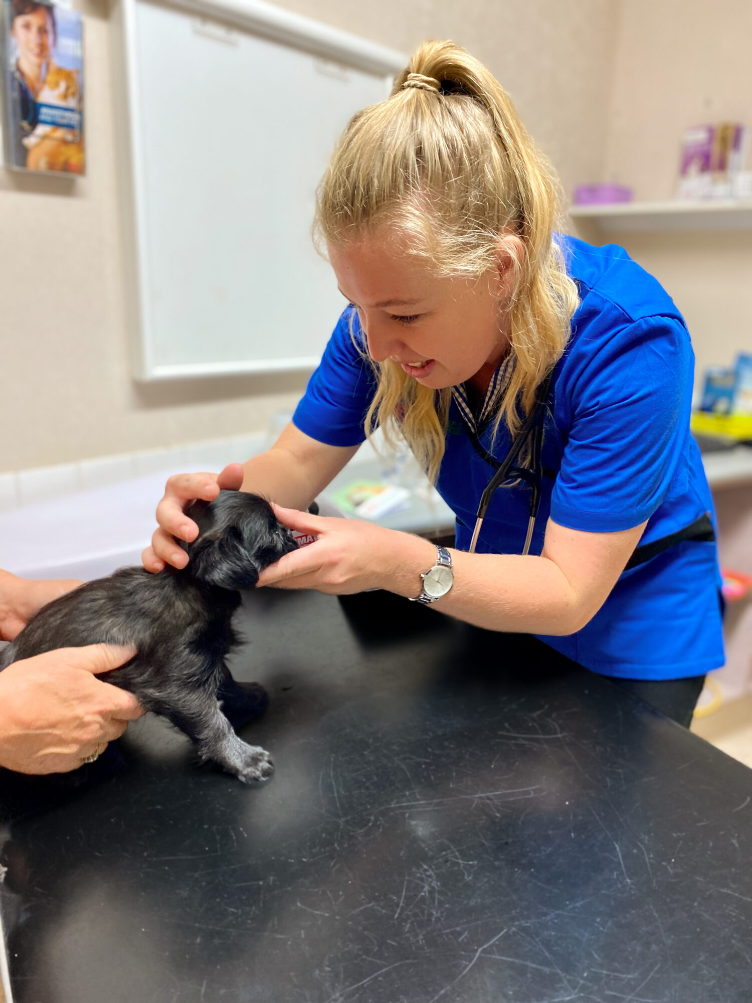 Vet Graduate Programme – Vet Services Hawke's Bay