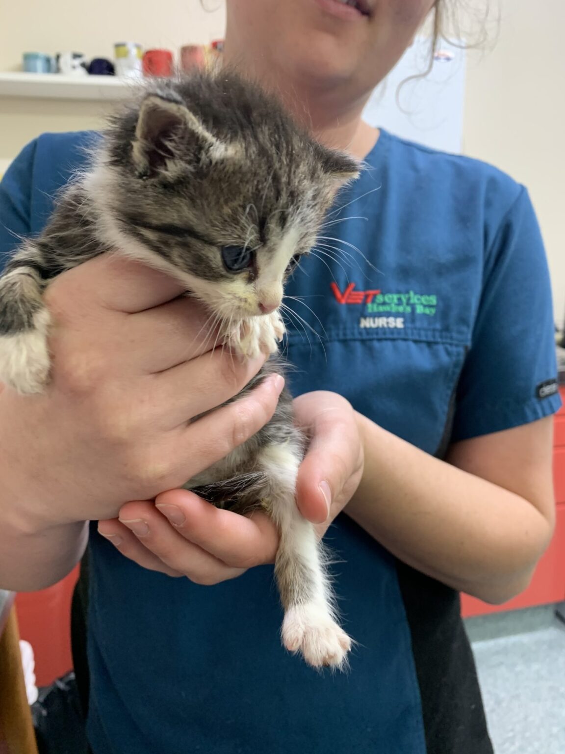 Pets – Vet Services Hawke's Bay