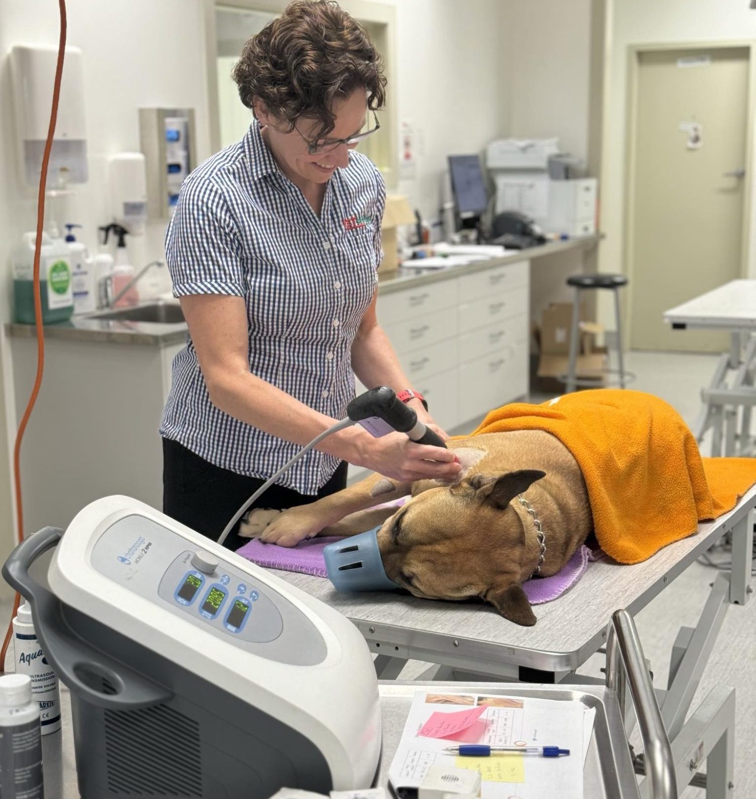 Rehabilitation Services – Vet Services Hawke's Bay