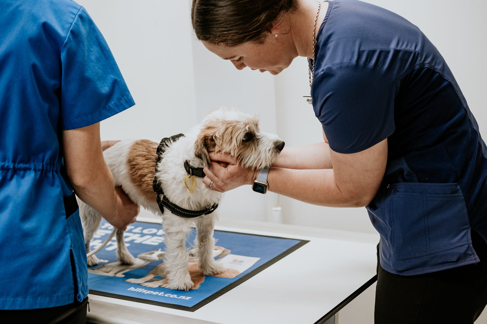 Wellness Programmes – Vet Services Hawke's Bay
