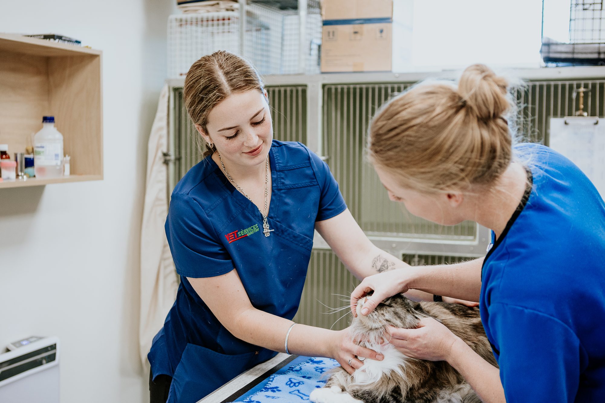 Vet Services Hawke's Bay – Our Animals, Our Community