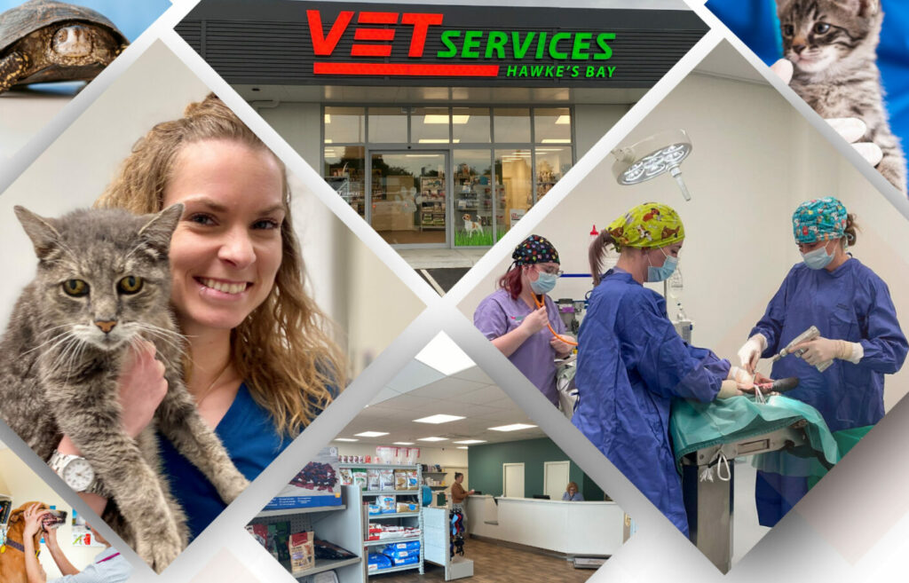 Napier Open Day – Vet Services Hawke's Bay