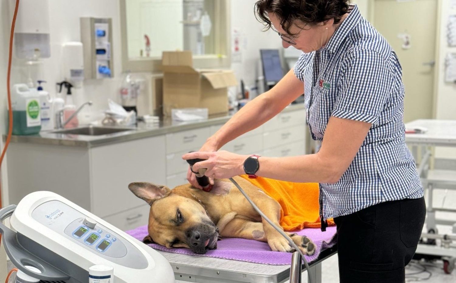 Radial Shock Wave Therapy for Dogs – Vet Services Hawke's Bay