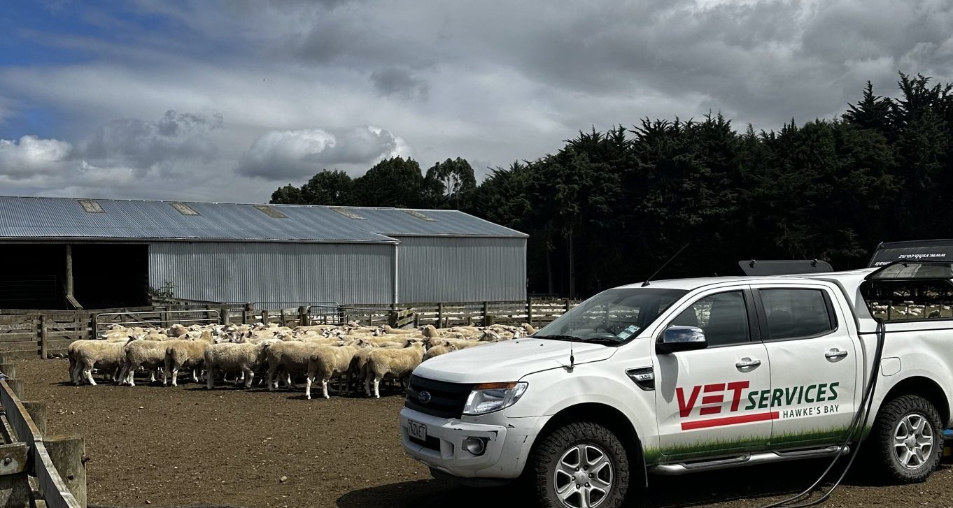 Sheep Conveyor Bookings - Pre Lamb – Vet Services Hawke's Bay