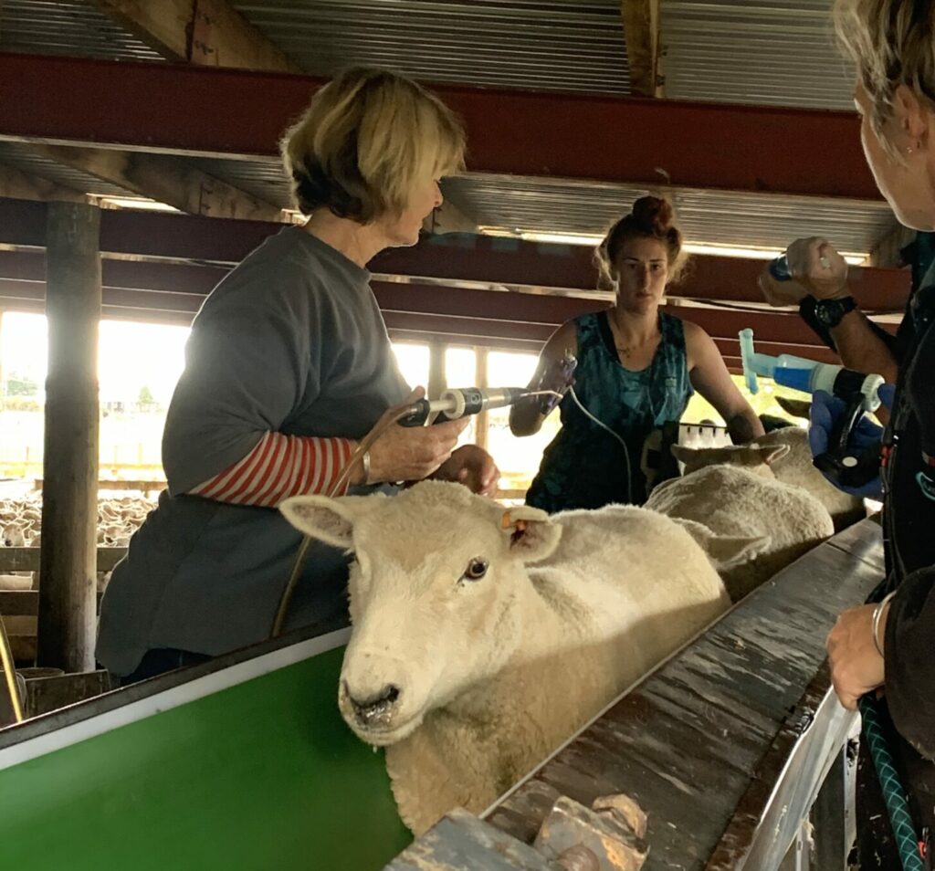 Sheep Conveyor Services – Vet Services Hawke's Bay
