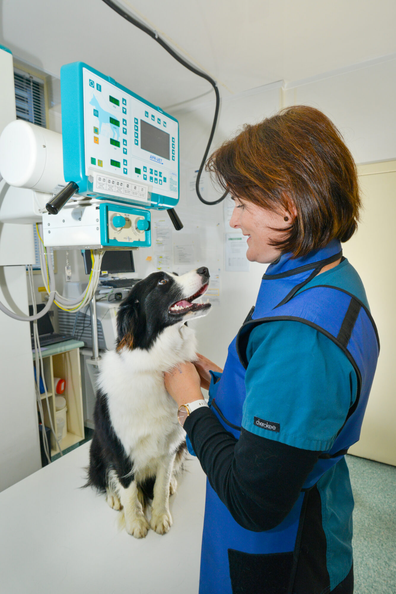 About Us – Vet Services Hawke's Bay