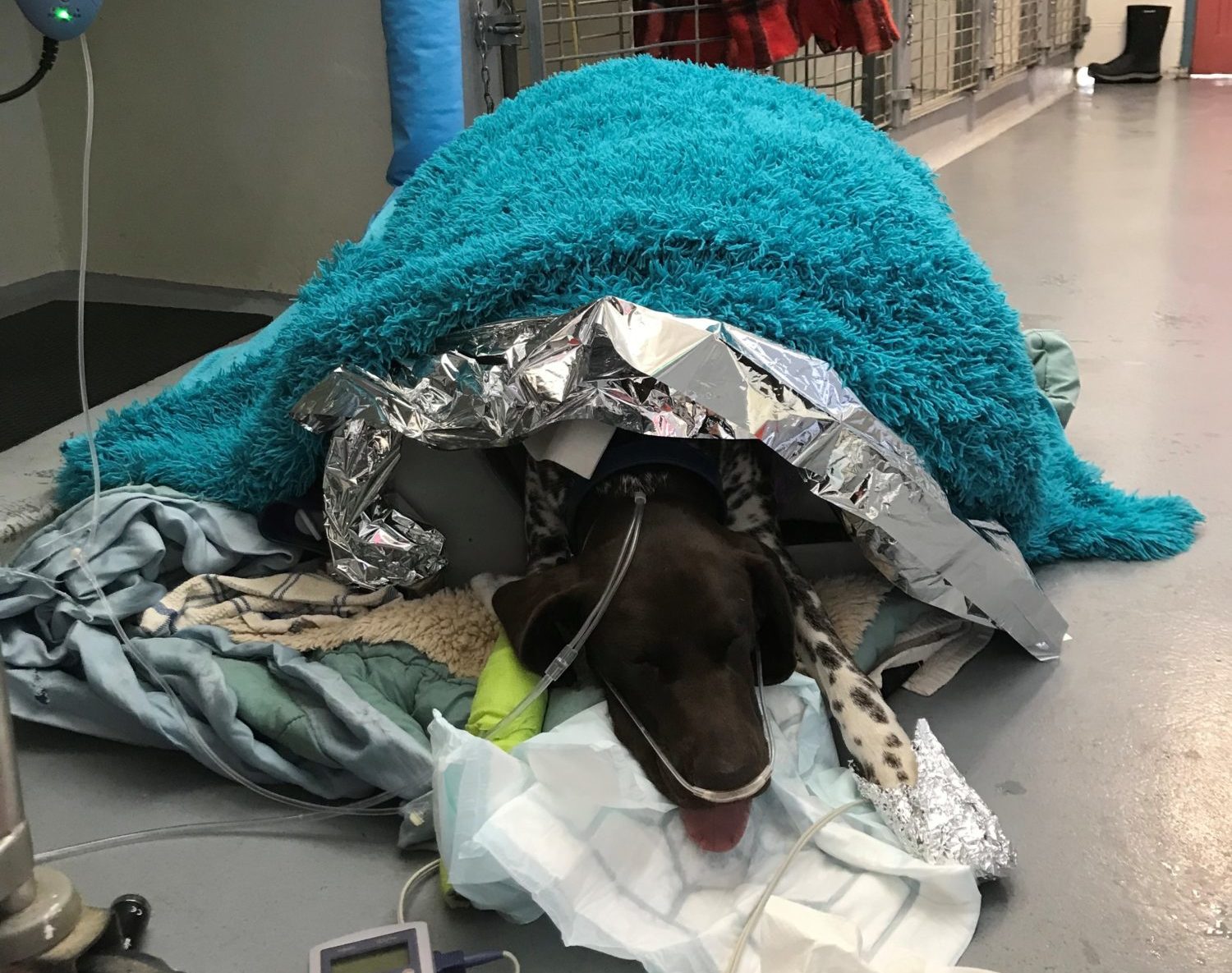 Slug Bait Toxicity Warning – Vet Services Hawke's Bay