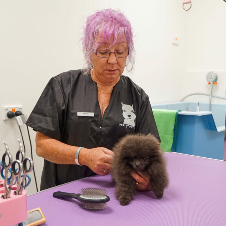 Napier Team – Vet Services Hawke's Bay