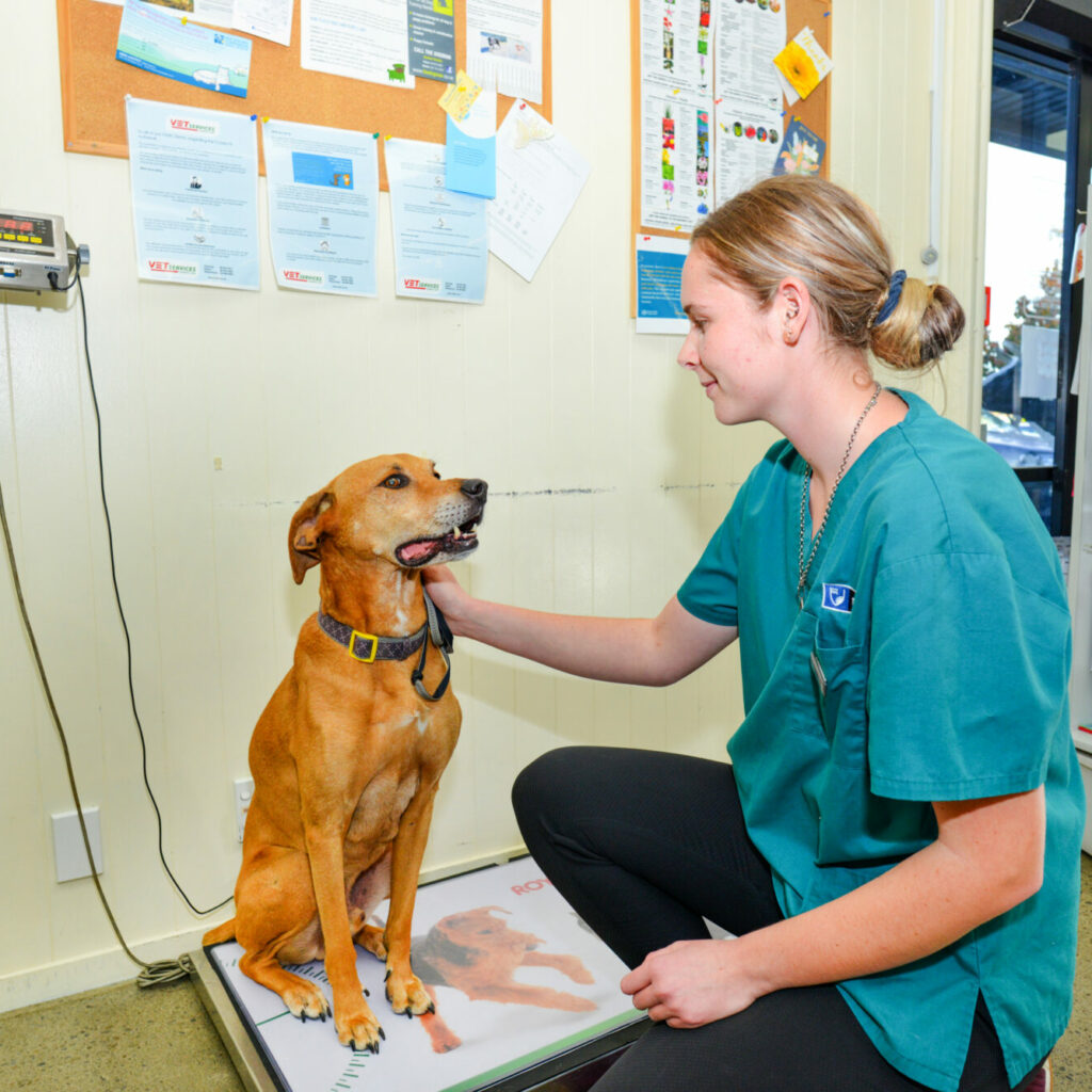Careers, Work Experience & Scholarships – Vet Services Hawke's Bay