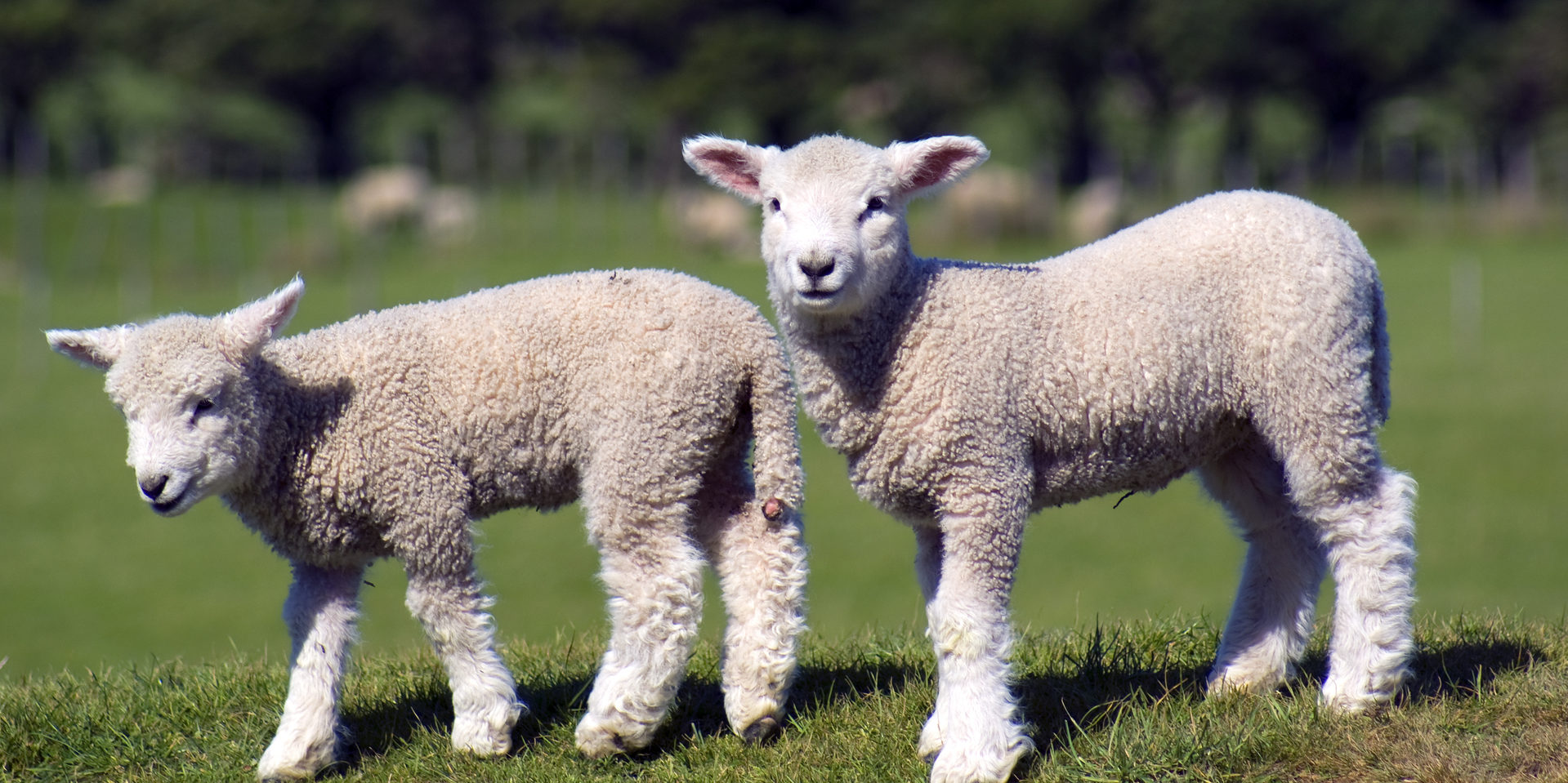 Orphan Lambs and Lamb Rearing- Best practice – Vet Services Hawke's Bay